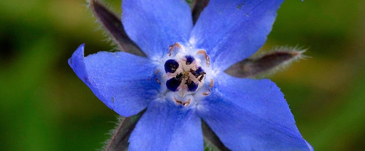 Everything You Need to Know About Starflower Oil and How to Use It